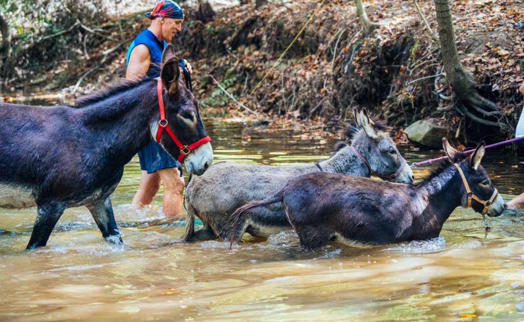 How This Rescue Donkey Became a Trail-Running Dynamo | Runner's World ...